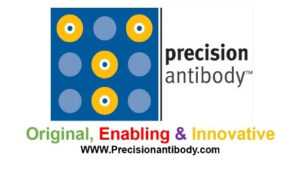 Exploring the Significance of Internalization Assays in Antibody ...