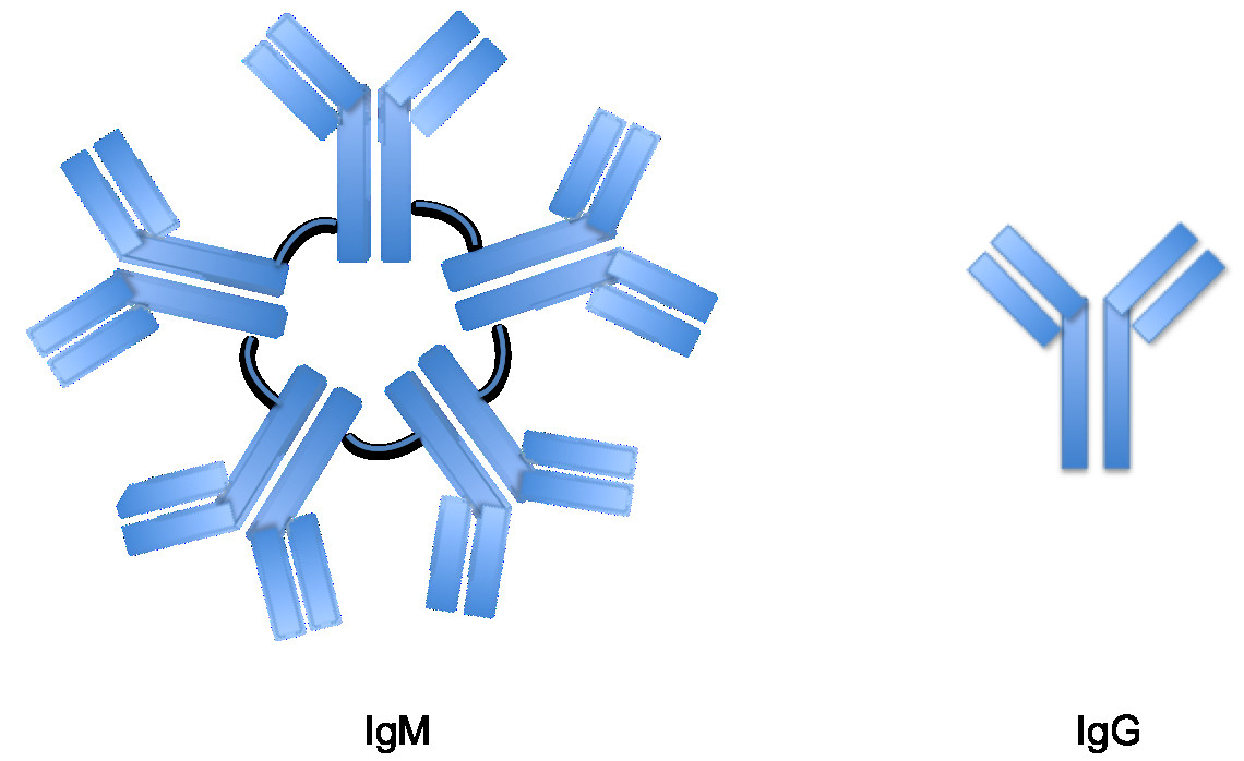 Humanization of IgG Antibodies - Precision Antibody
