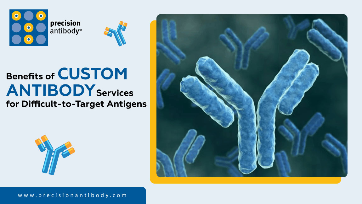 Benefits of Custom Antibody for Difficult-to-Target Antigens