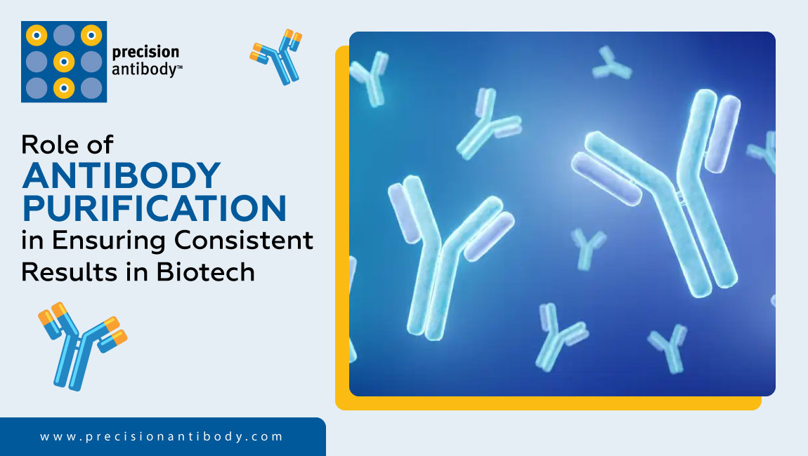 Role of Antibody Purification in Ensuring Consistent Results in Biotech ...
