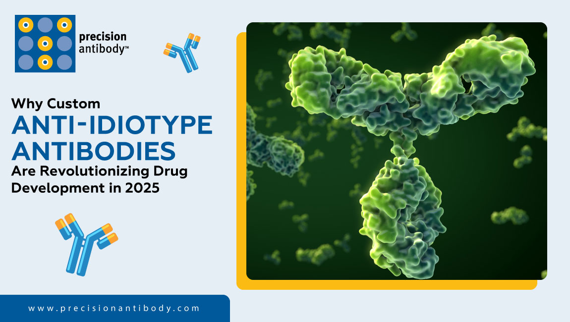 Why Custom Anti-Idiotype Antibodies Are Revolutionizing Drug Development in 2025 - Precision ...
