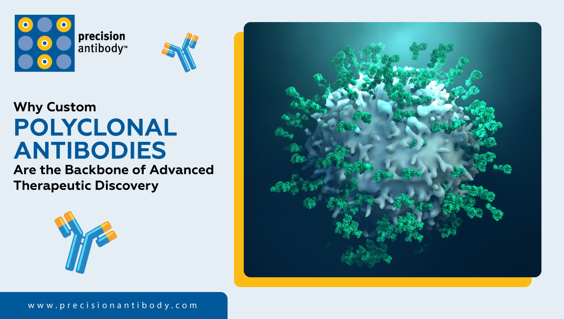 Why Custom Polyclonal Antibodies Are the Backbone of Advanced ...