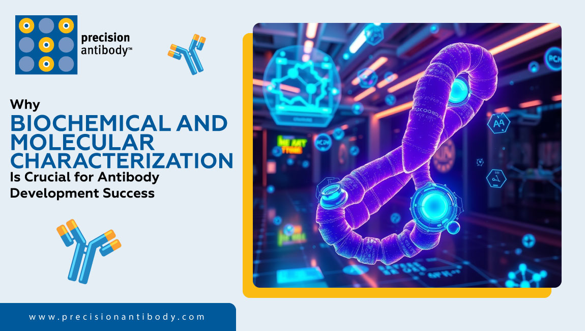 Why Biochemical and Molecular Characterization Is Crucial for Antibody ...