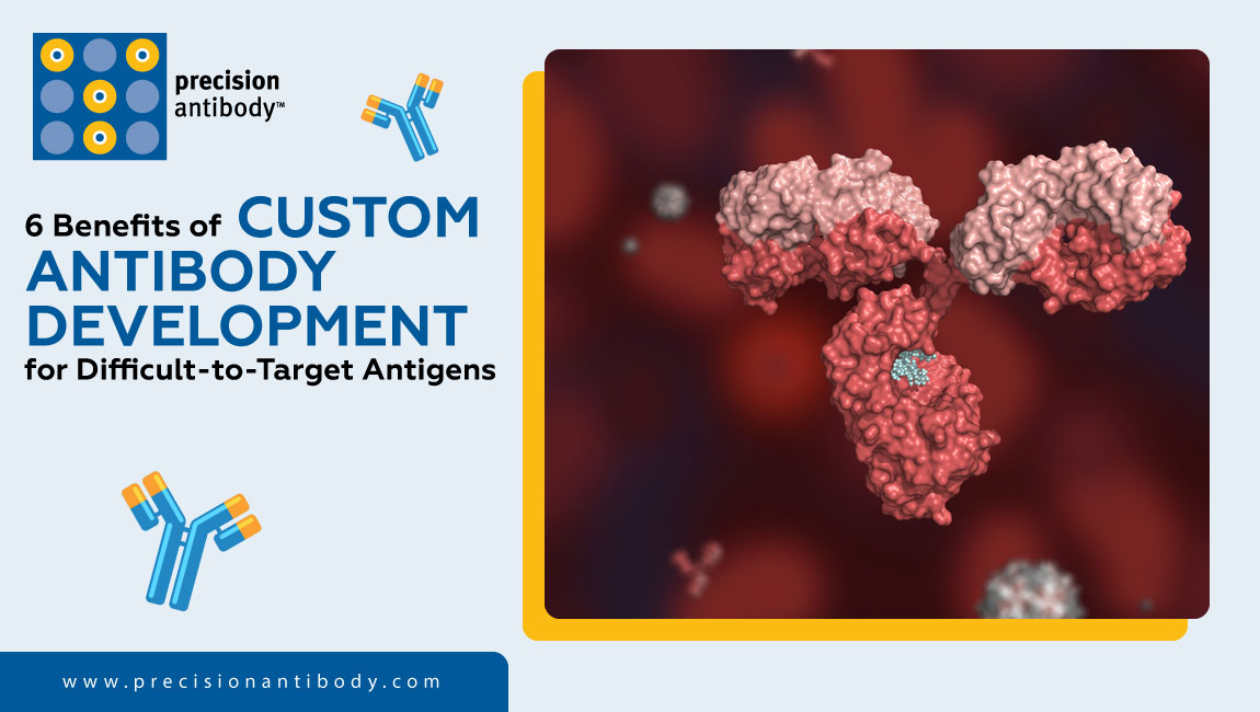 6 Benefits of Custom Antibody for Hard-to-Target Antigens