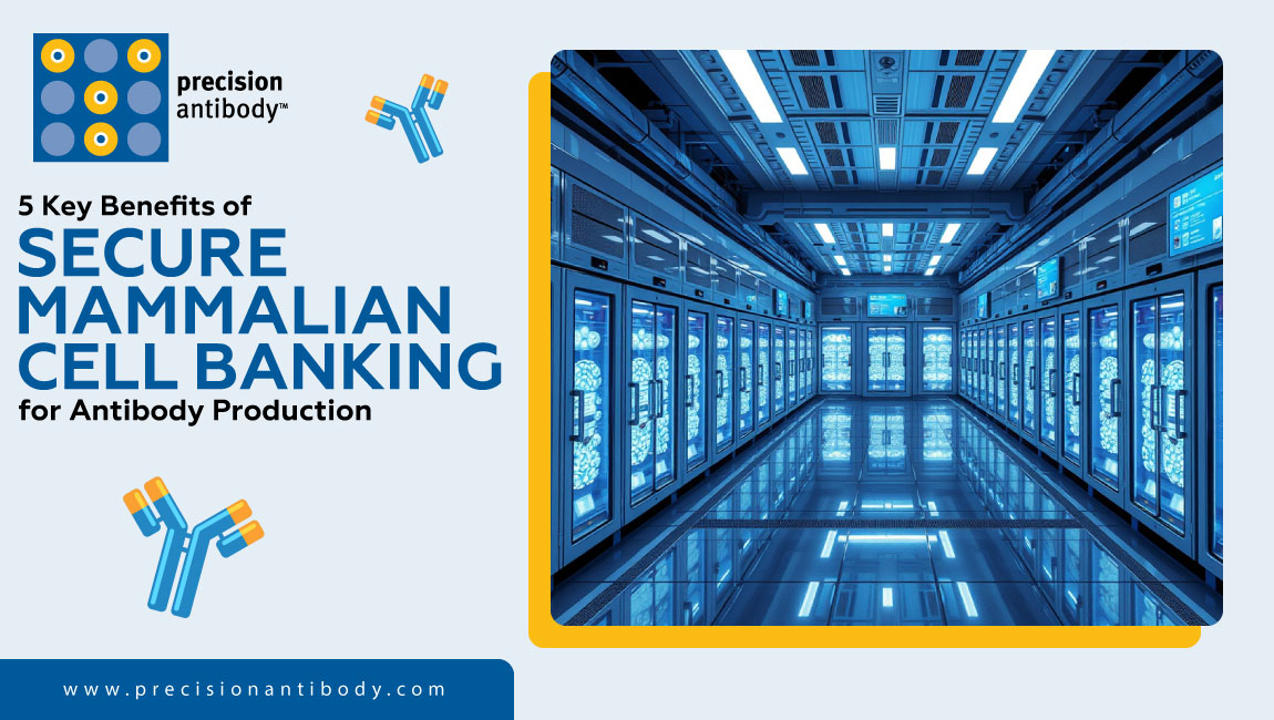 5 Key Benefits of Secure Mammalian Cell Banking for Antibody Production ...
