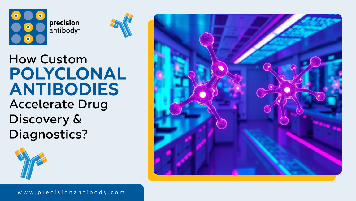 How Custom Polyclonal Antibodies Accelerate Drug Discovery