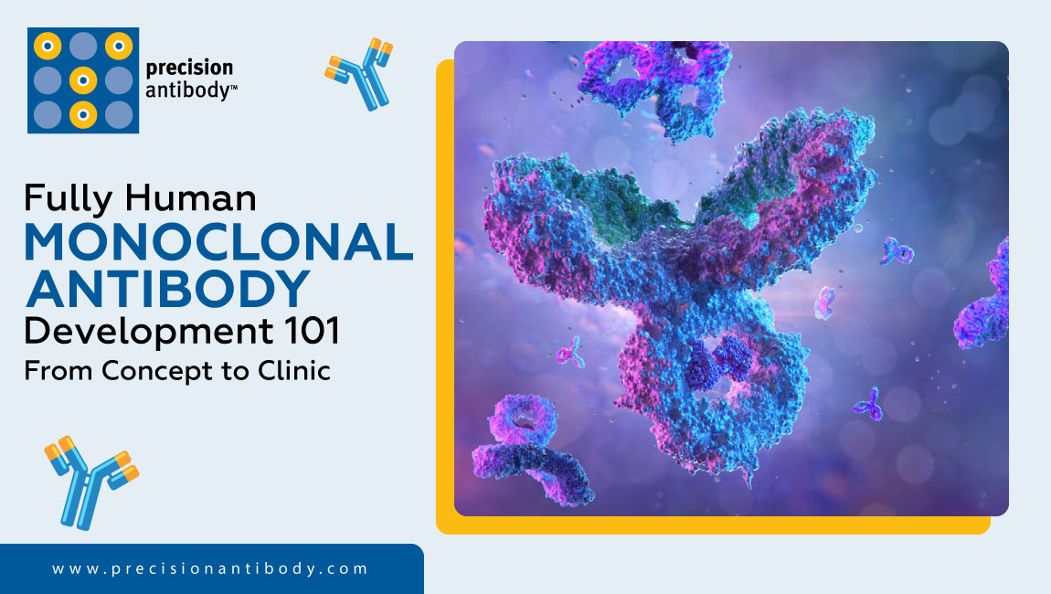 Fully Human Monoclonal Antibody Development 101
