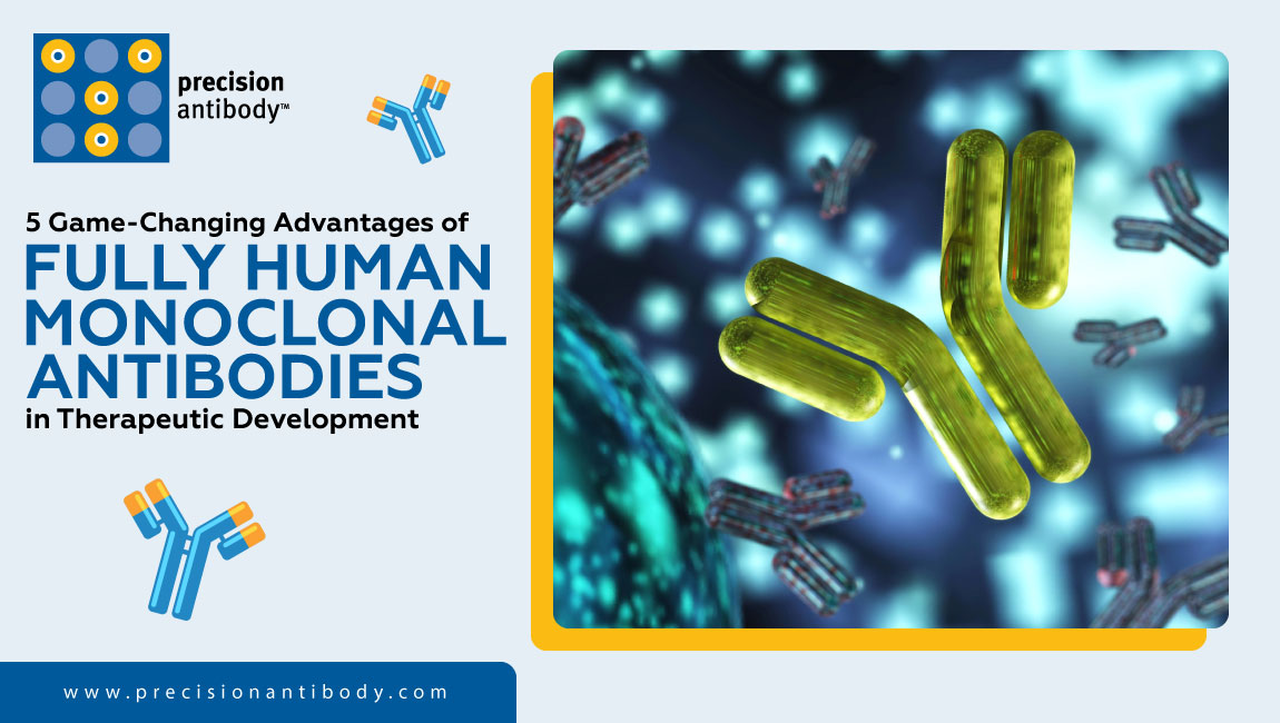 5 Advantages of Fully Human Monoclonal Antibodies