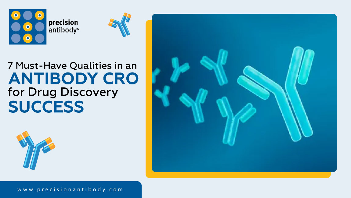 7 Qualities in an Antibody CRO for Drug Discovery Success