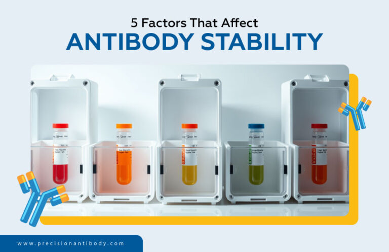 How to Ensure Antibody Stability During Long-Term Storage