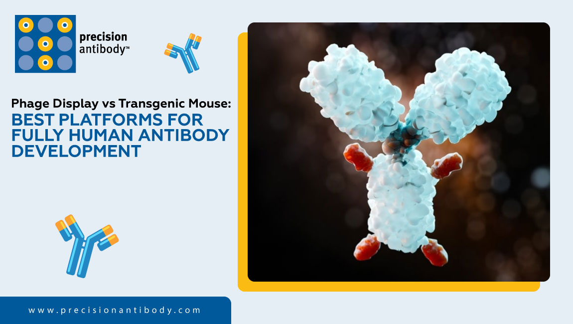 Phage Display vs Transgenic Mouse: Platforms for Human Antibody