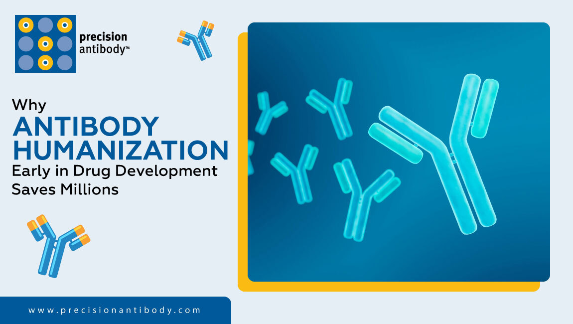 Early Antibody Humanization in Drug Development Saves Millions