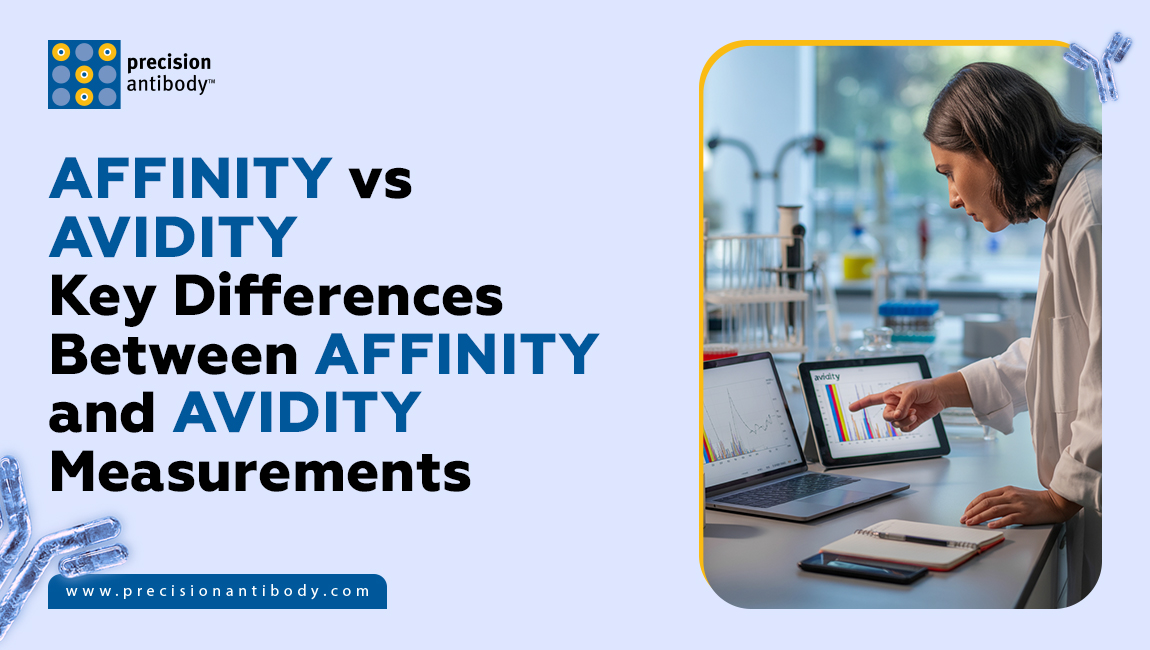Affinity vs Avidity — Key Differences Between Affinity and Avidity Measurements