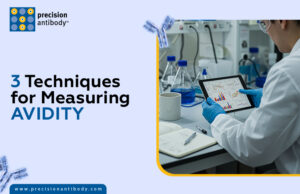 Affinity vs Avidity — Key Differences Between Affinity and Avidity ...