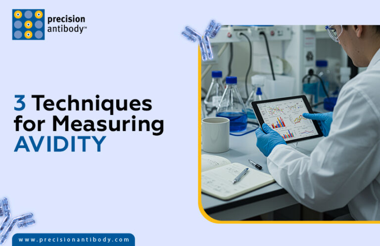 Affinity vs Avidity — Key Differences Between Affinity and Avidity ...